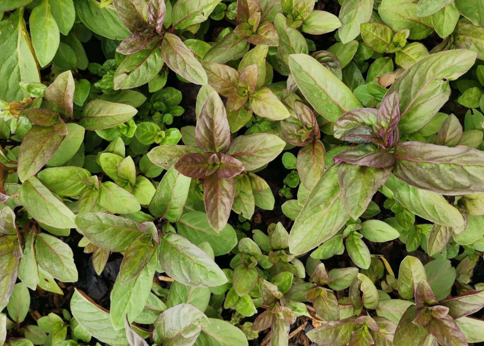 How Japanese Menthol Mint helped a translator – The Herb Farm